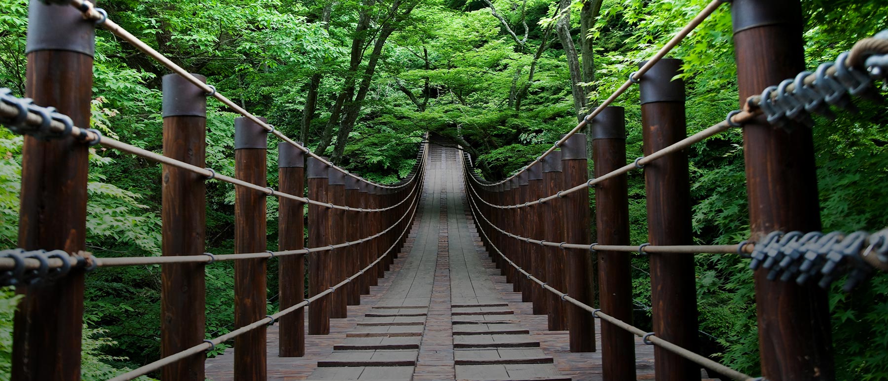 SWST - International Society of Wood Science and Technology